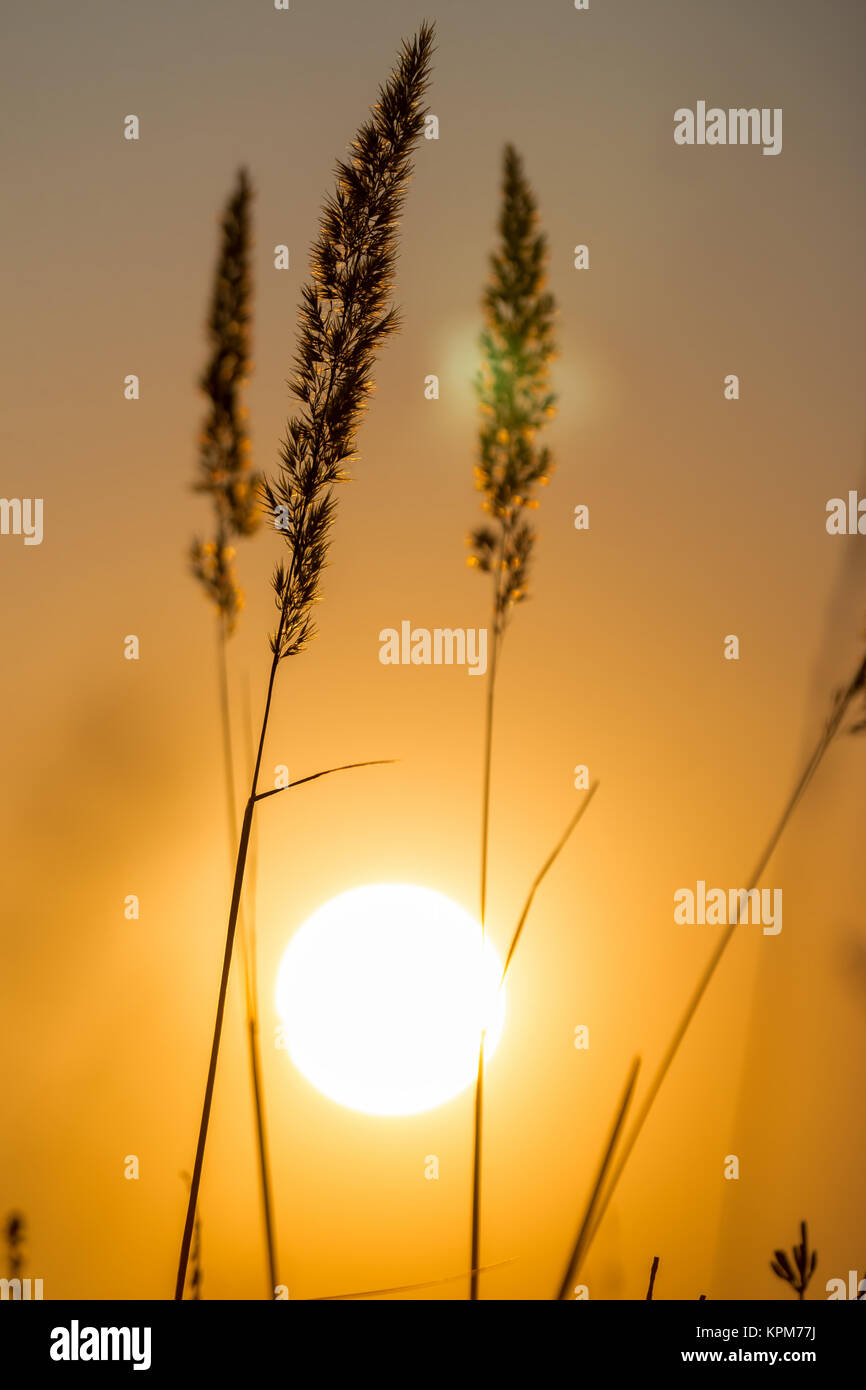 Grass landscape in the wonderful sunset light Stock Photo - Alamy