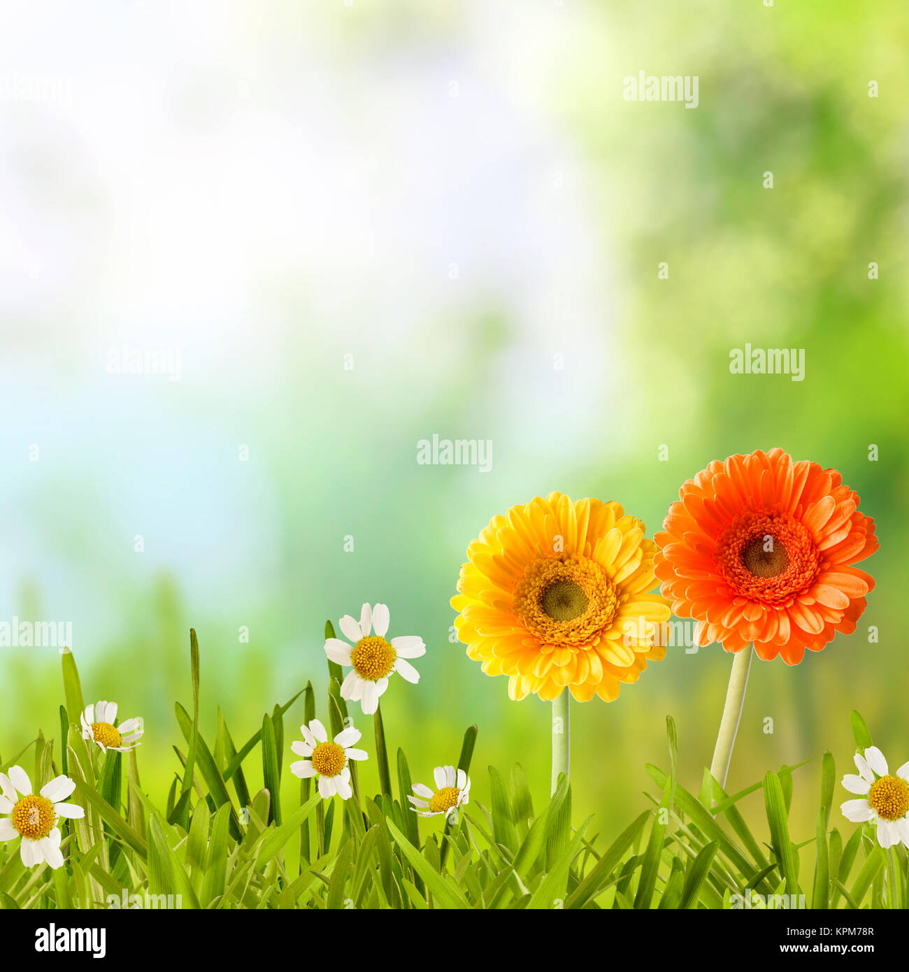 Colorful spring background with meadow or garden flowers in fresh green ...