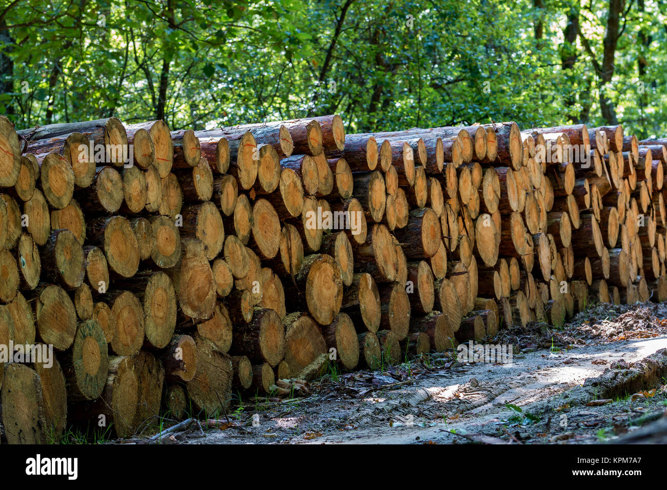 Big pile of wood in a forest road Stock Photo - Alamy
