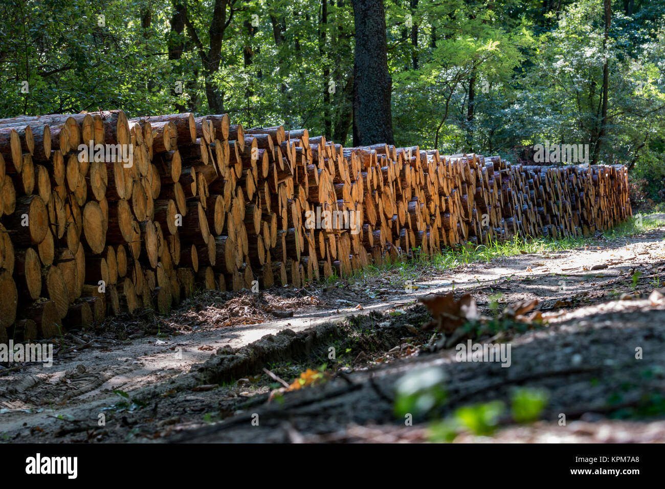Big pile of wood in a forest road Stock Photo - Alamy