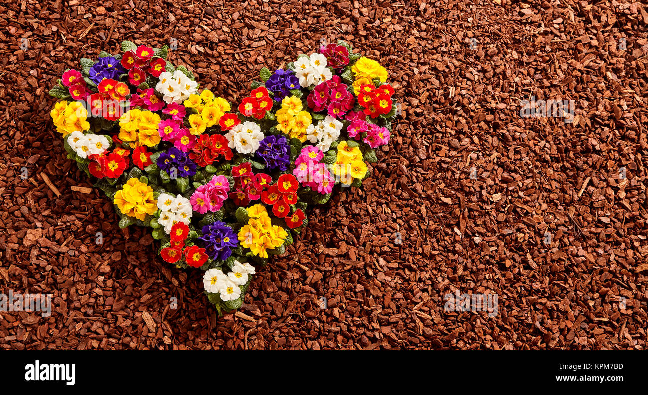 Yellow, white, red, purple and pink primrose seedling plants formed as ...