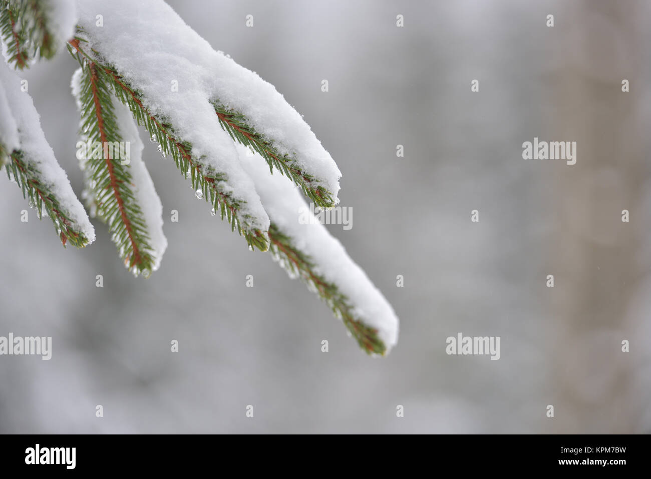 Beautiful winter tree hi-res stock photography and images - Alamy