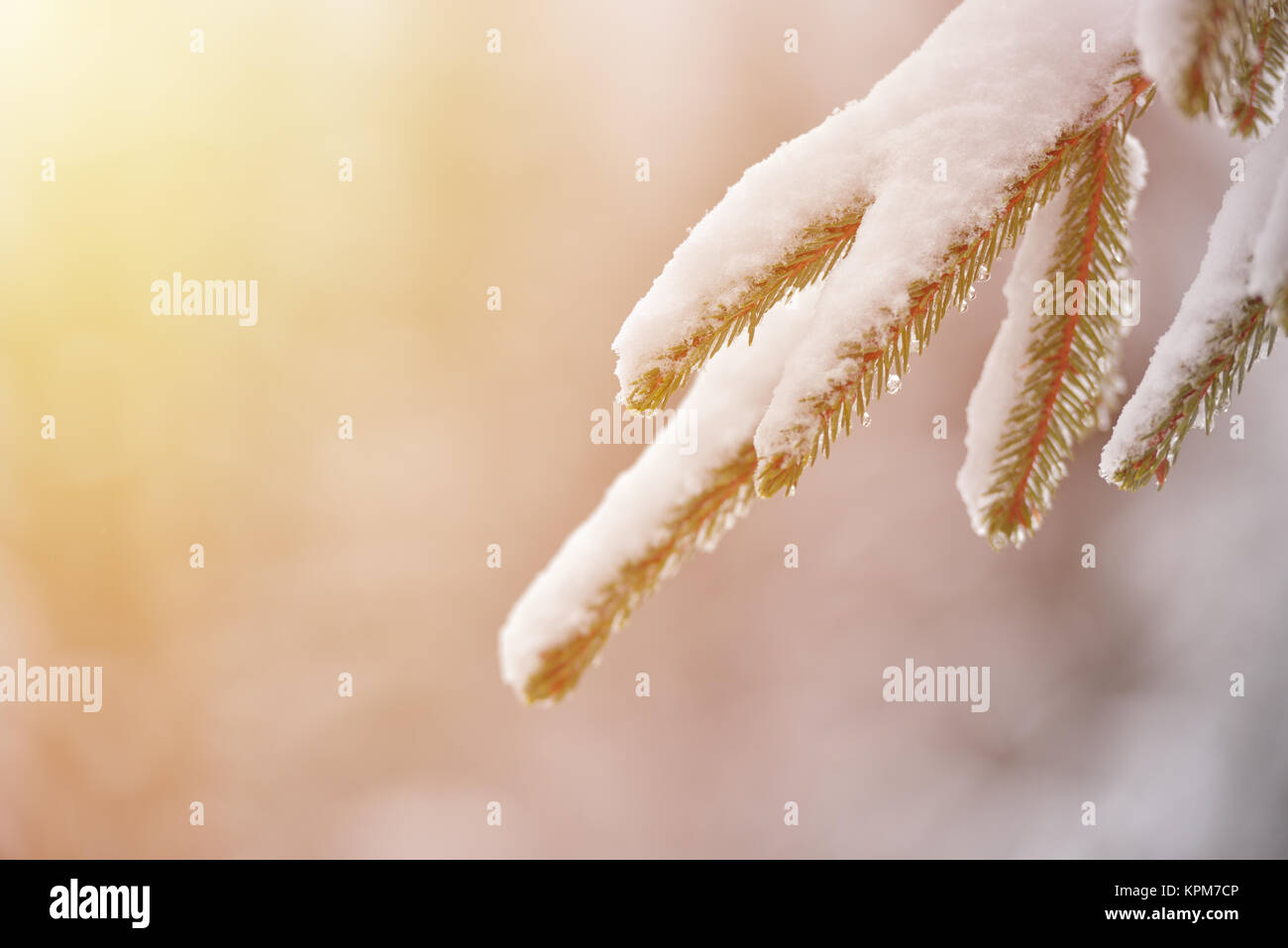 Beautiful winter tree hi-res stock photography and images - Alamy
