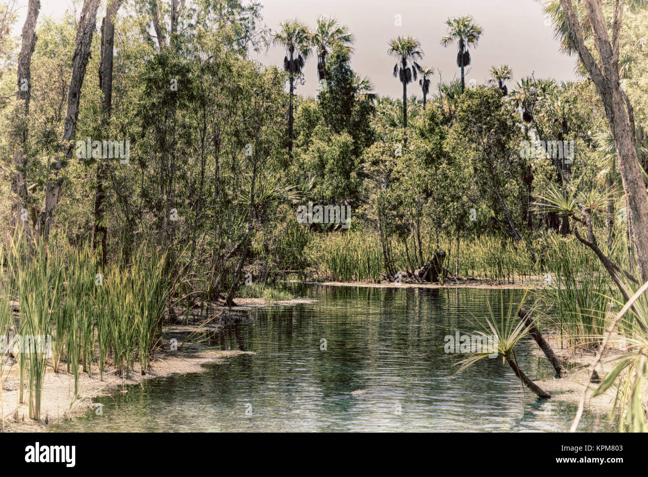 in australia mataranka river the palm and the lake in the nature Stock ...