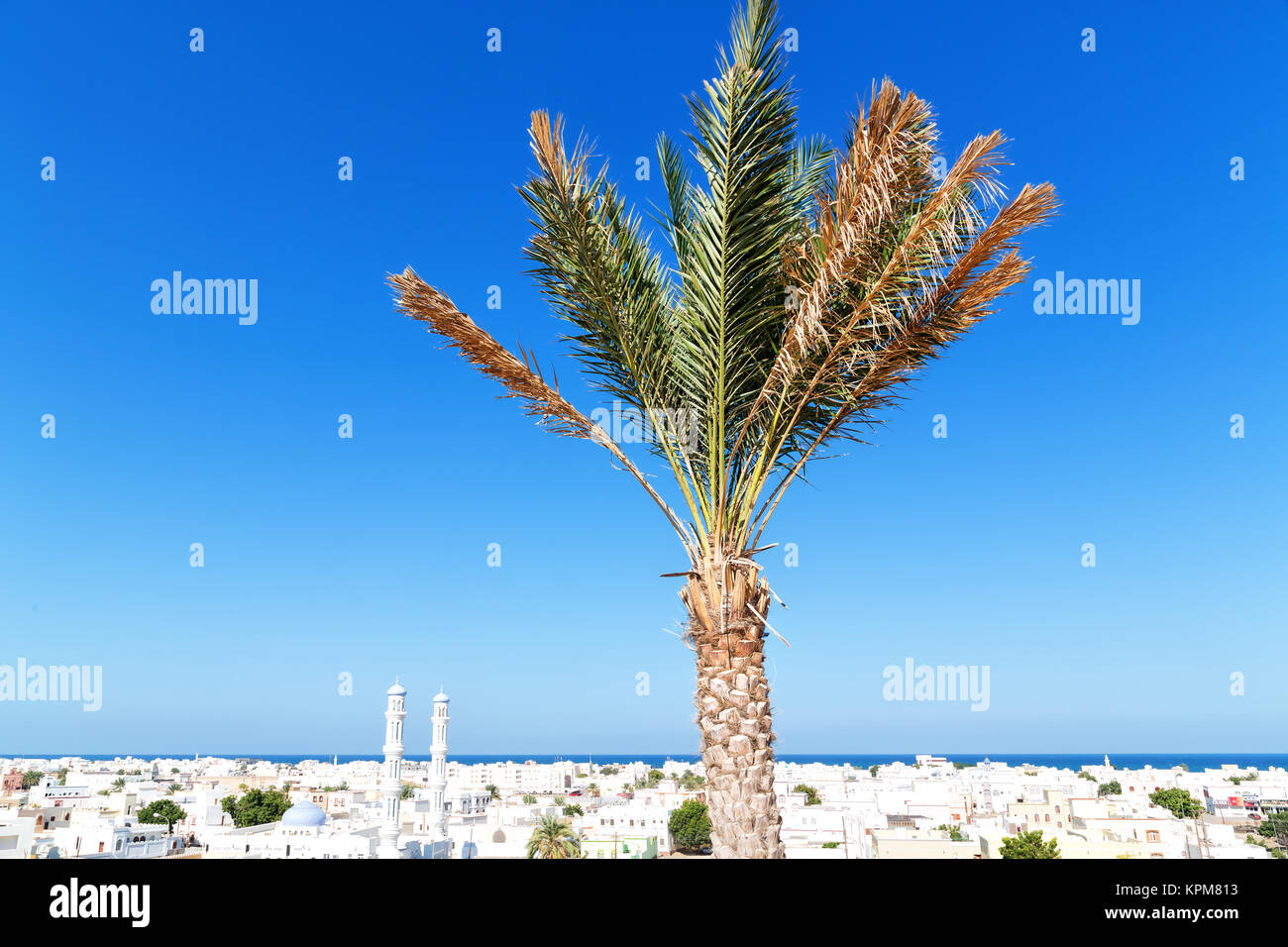 in muscat oman the cityscape and the palm near ocean view Stock Photo ...