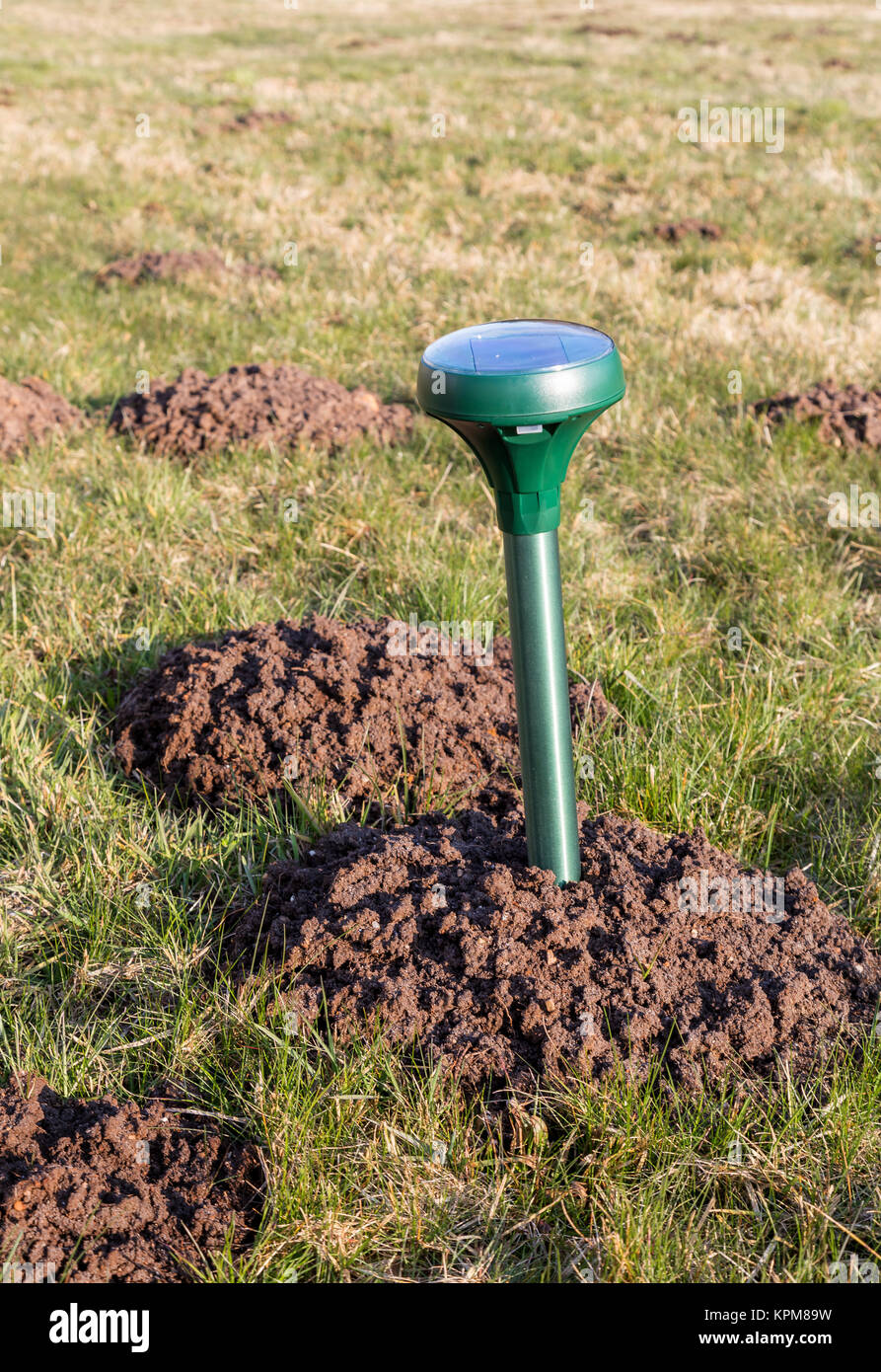 attaching a mole scare Stock Photo - Alamy