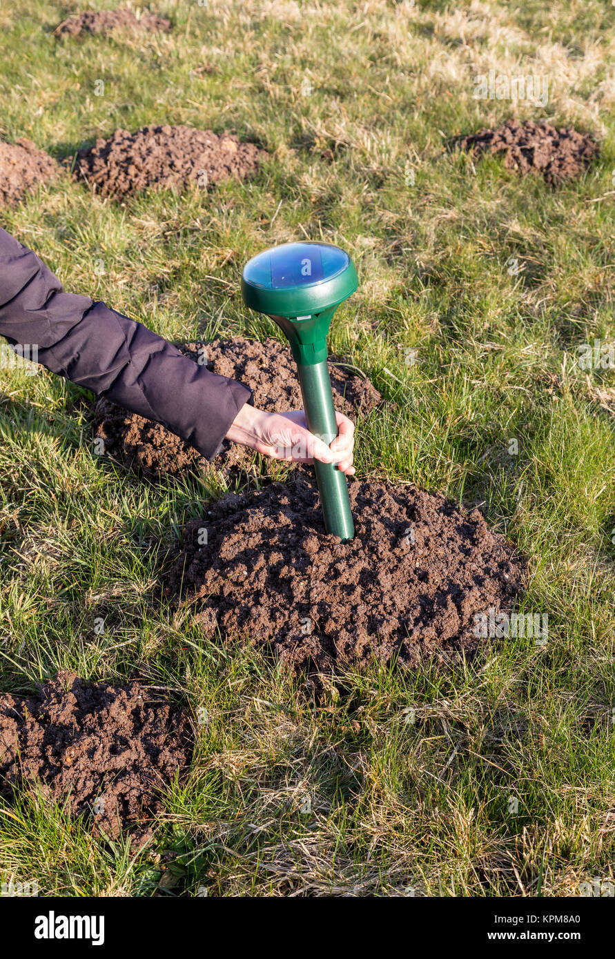 attaching a mole scare Stock Photo - Alamy