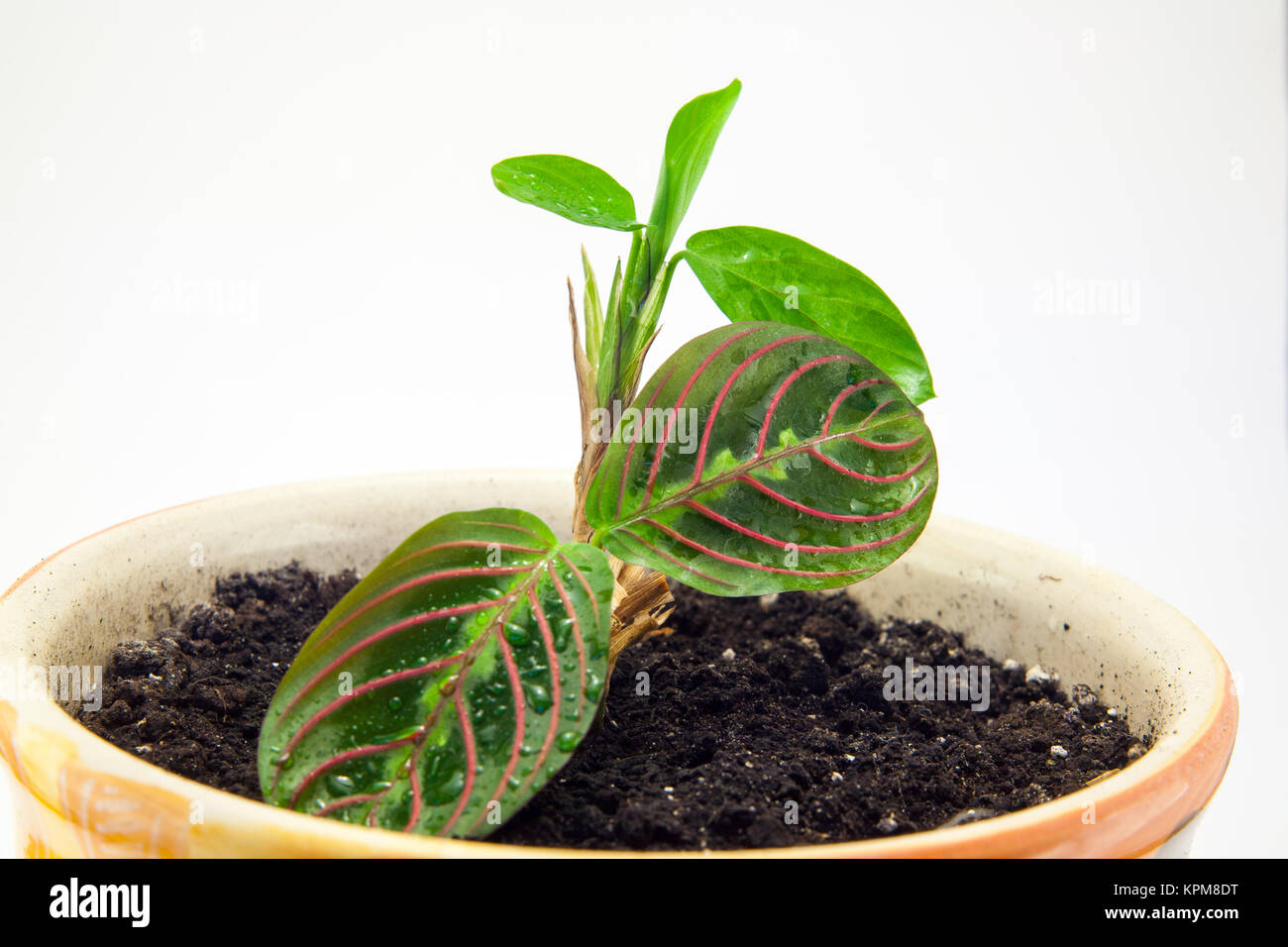 Maranta bloom hi-res stock photography and images - Alamy