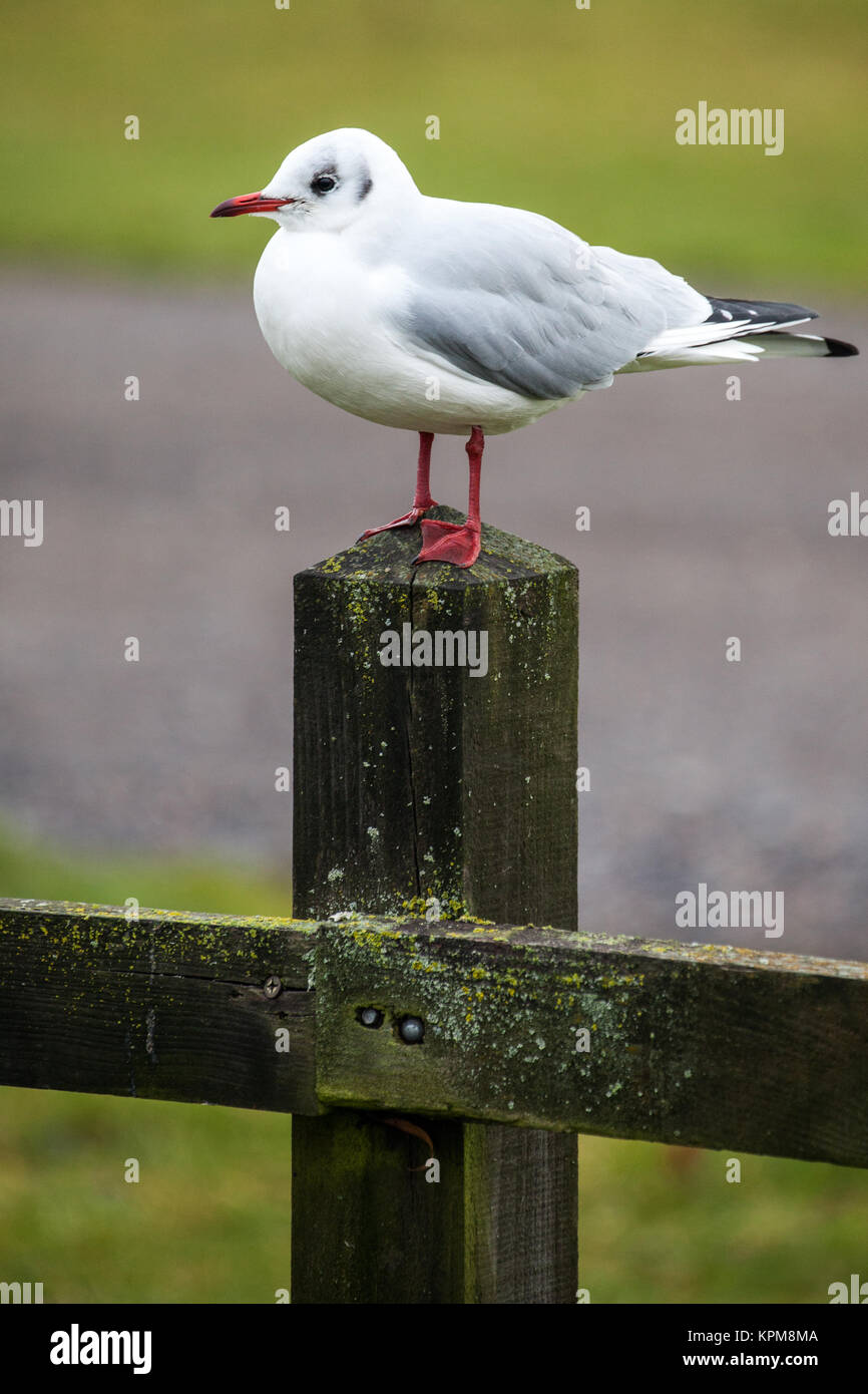 Seagull on a fence post hi-res stock photography and images - Alamy