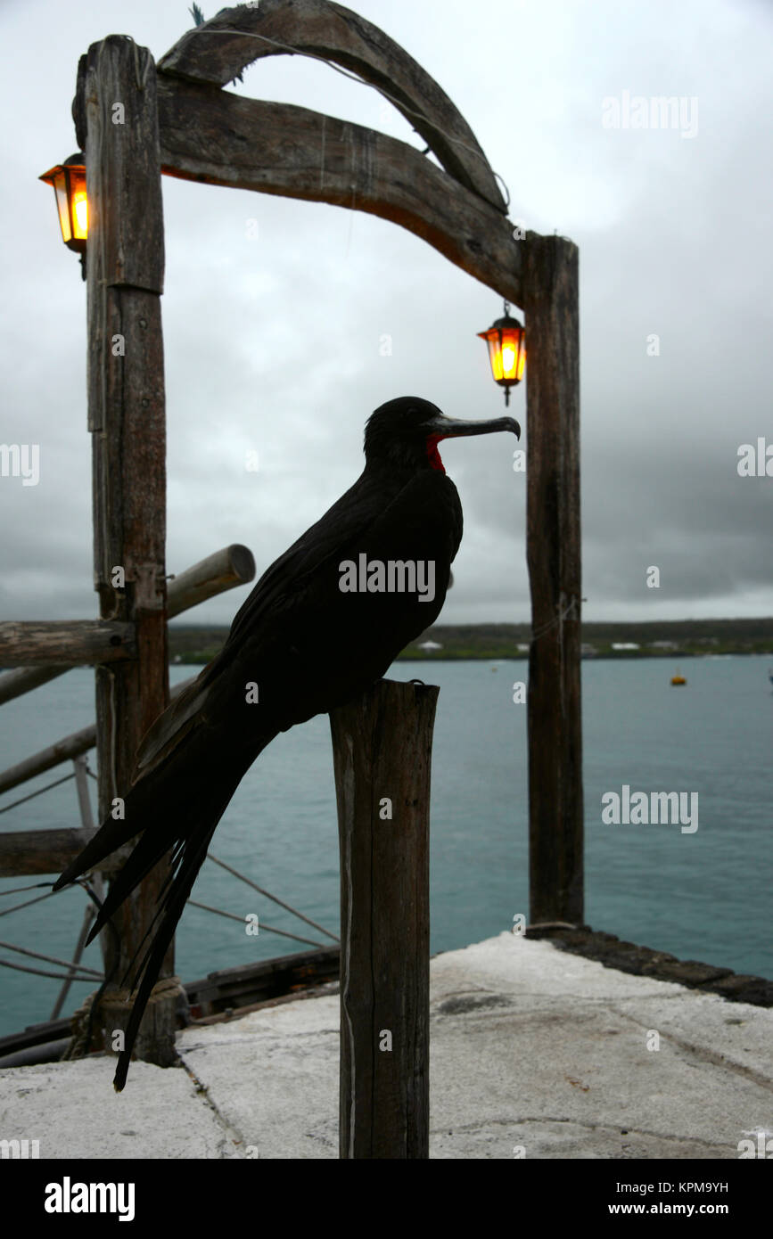 Frigate bird, Ecuador, Galapagos, Santa Cruz, Puerto Ayora Stock Photo ...