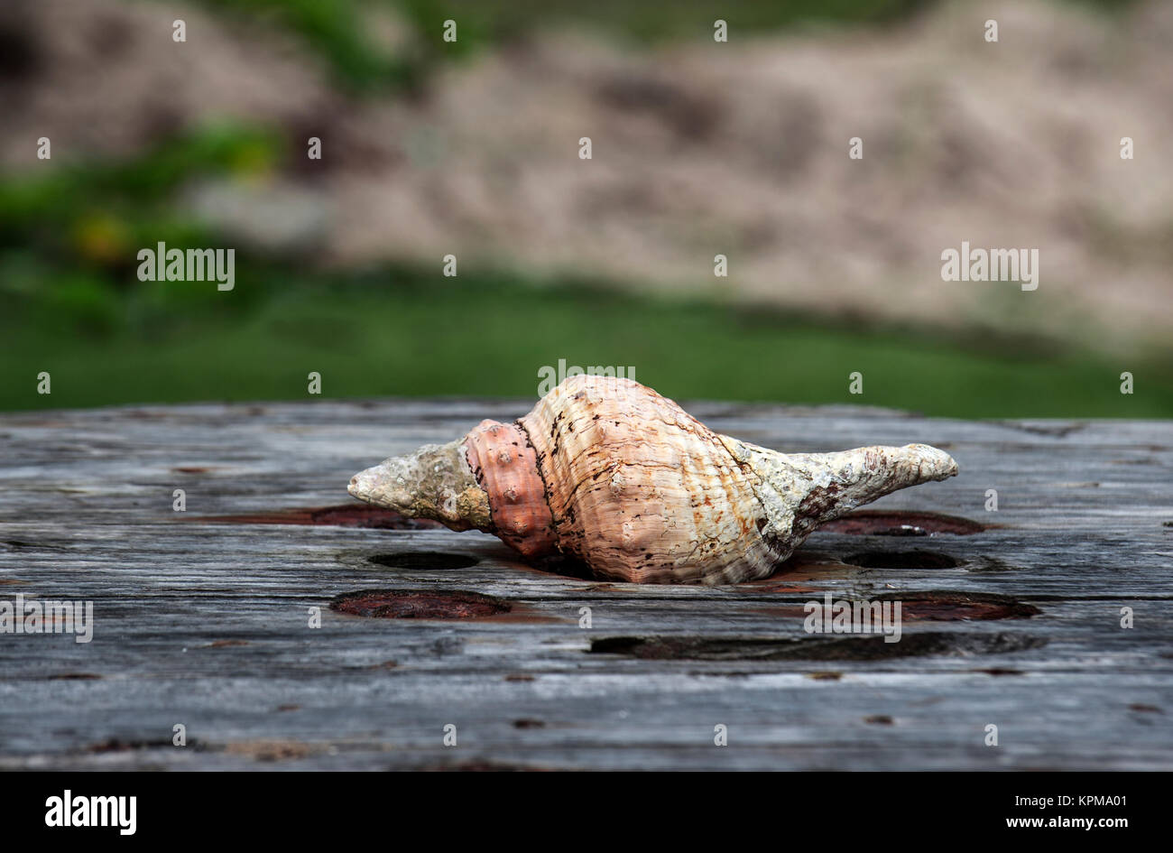Ocean shell on the old board, corroded by sea salt Stock Photo - Alamy