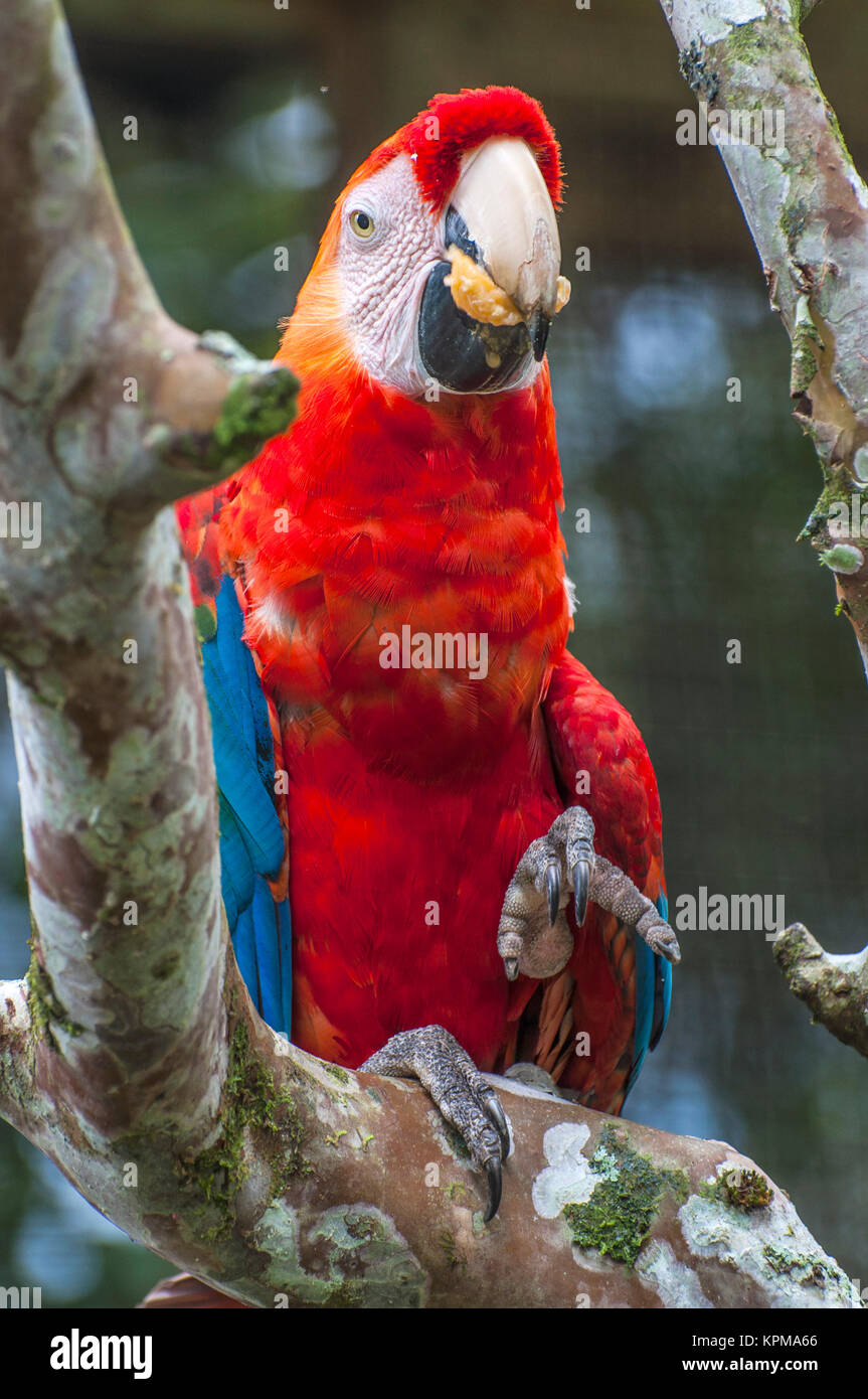 Parrot Macaw, Ecuador Stock Photo - Alamy
