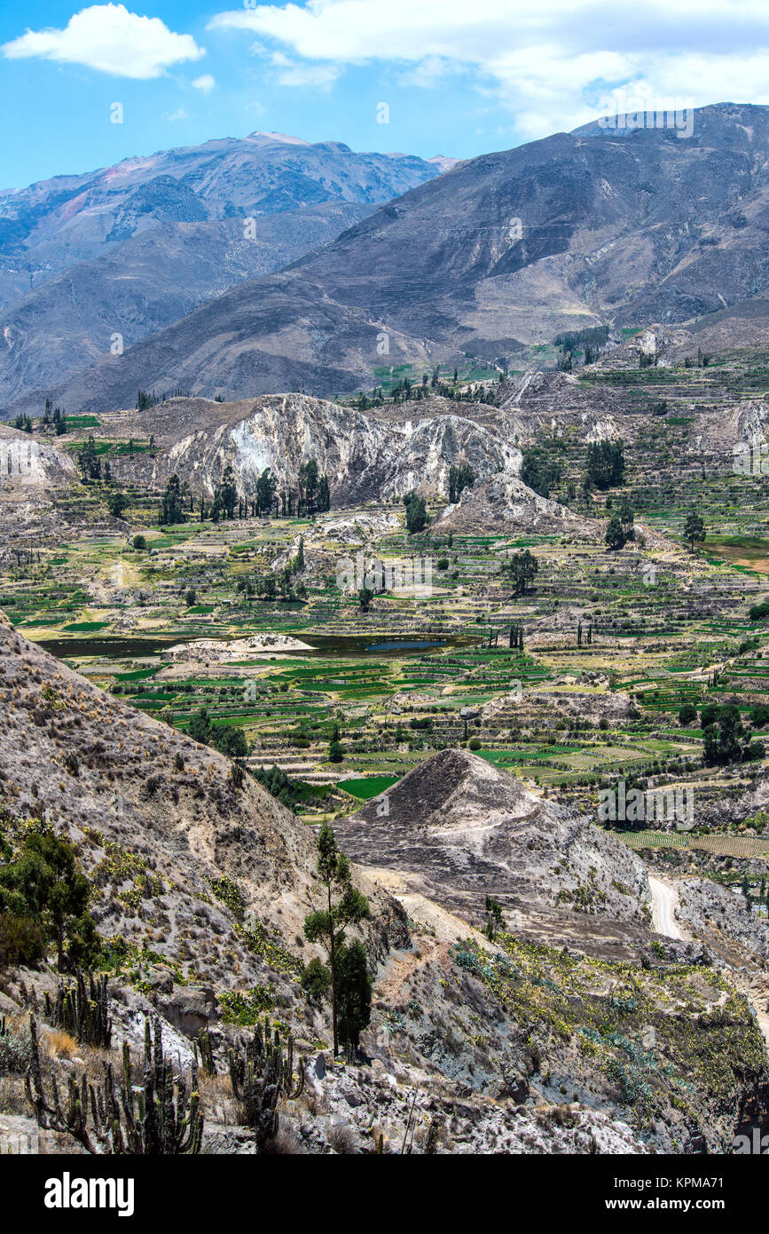 Terrace farming in the canyon of the Colca River in southern Peru Stock ...