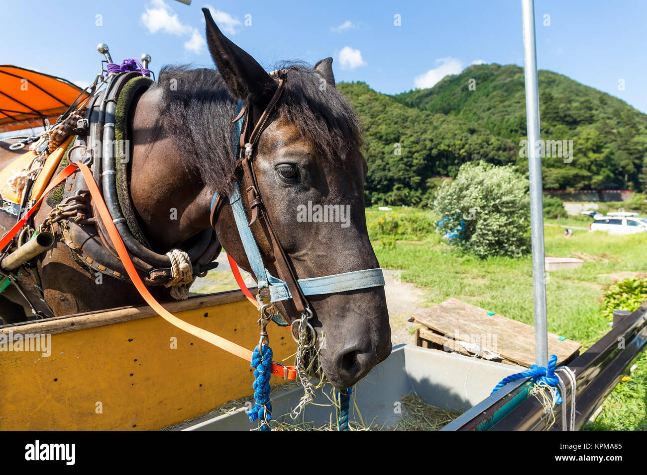 Beautiful wild beige horse hi-res stock photography and images - Alamy