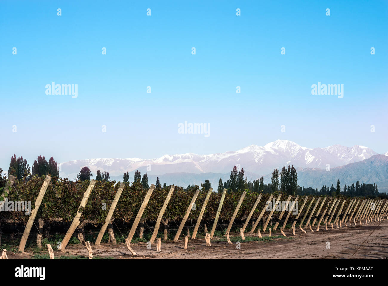 Early morning in the vineyards. Volcano Aconcagua Cordillera. Andes ...