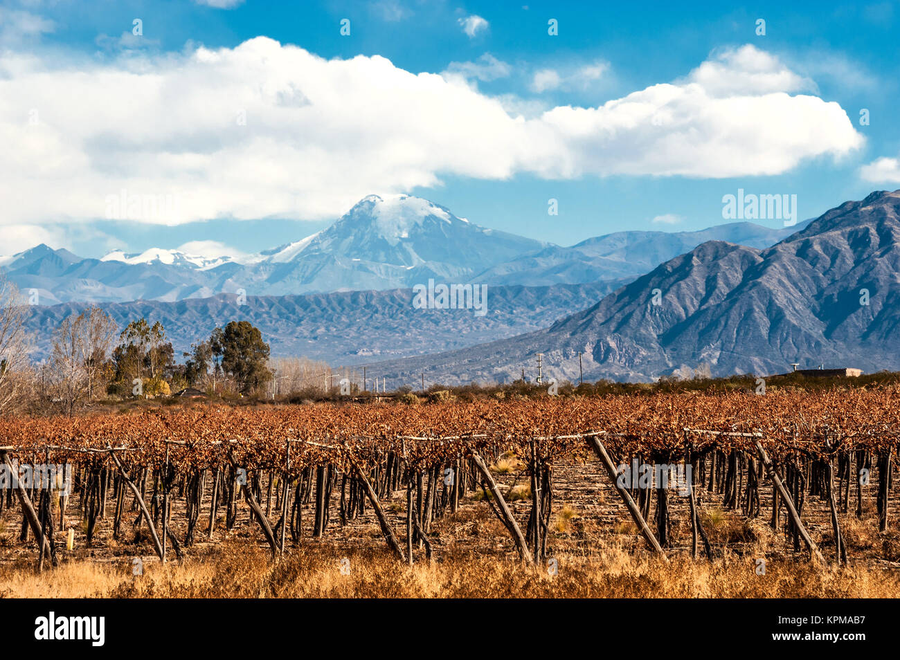 Volcano Aconcagua and Vineyard, Argentine province of Mendoza Stock ...