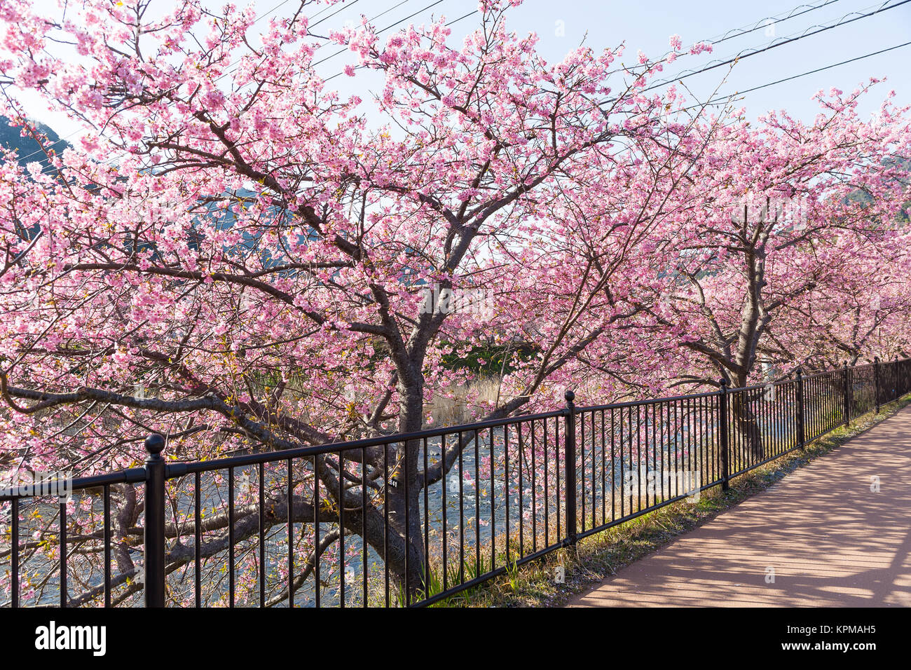 Sakura tree in Japan Stock Photo - Alamy