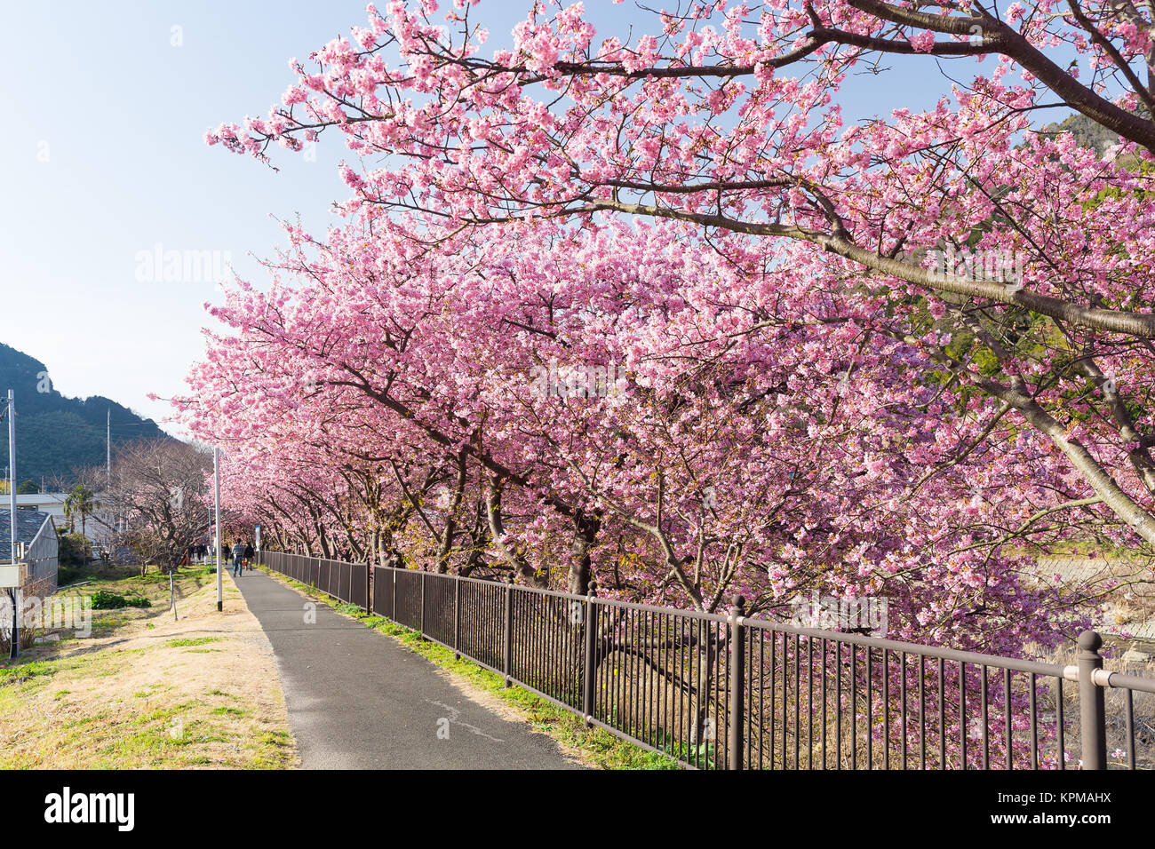 Sakura in park Stock Photo - Alamy