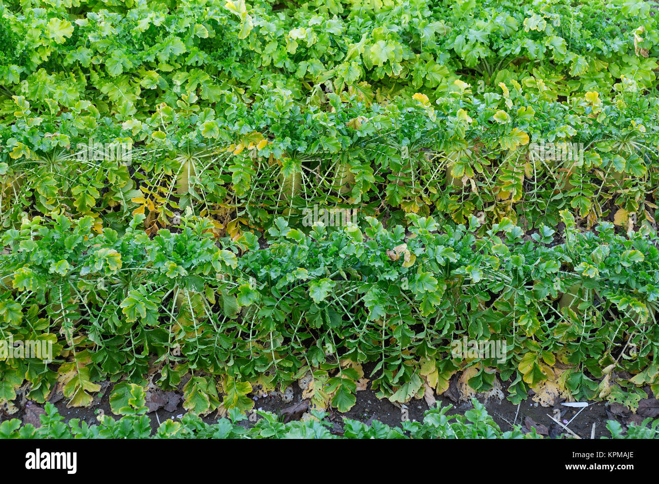 Live radish plant hi-res stock photography and images - Alamy