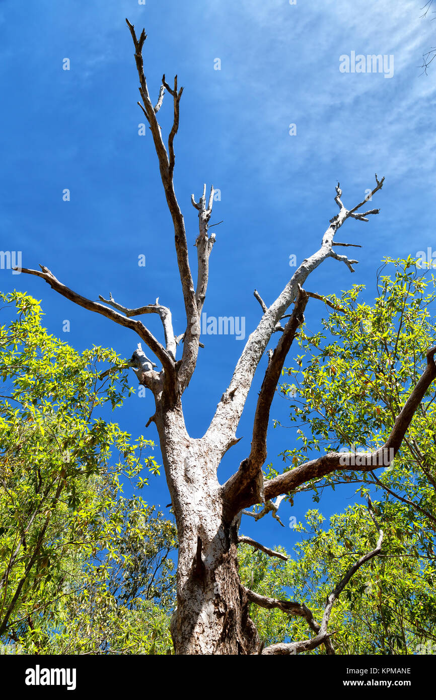 in australia outback the tree and leaf in the clear sky Stock Photo - Alamy