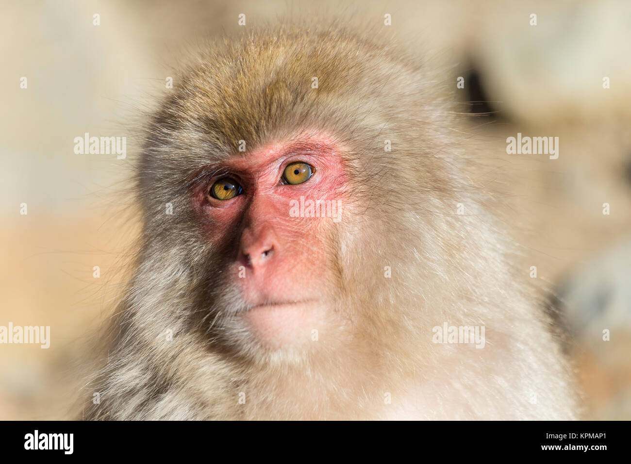 Female snow monkey with young hi-res stock photography and images - Alamy