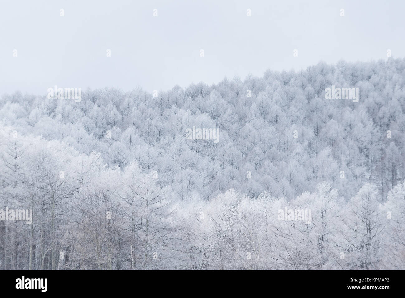 Trees with snow forest Stock Photo - Alamy