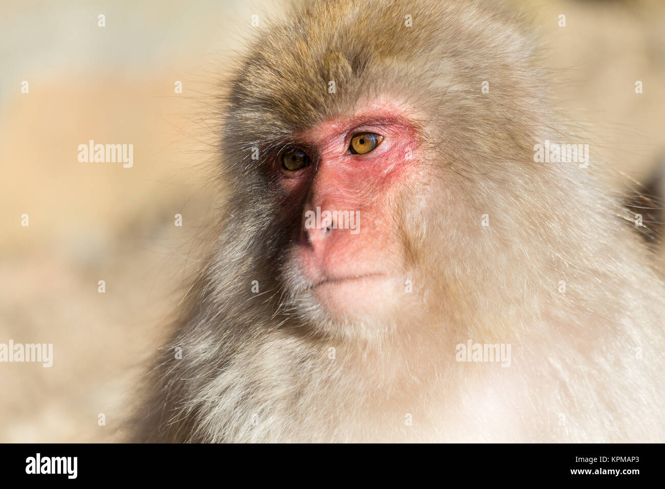 Lovely japanese monkey hi-res stock photography and images - Alamy