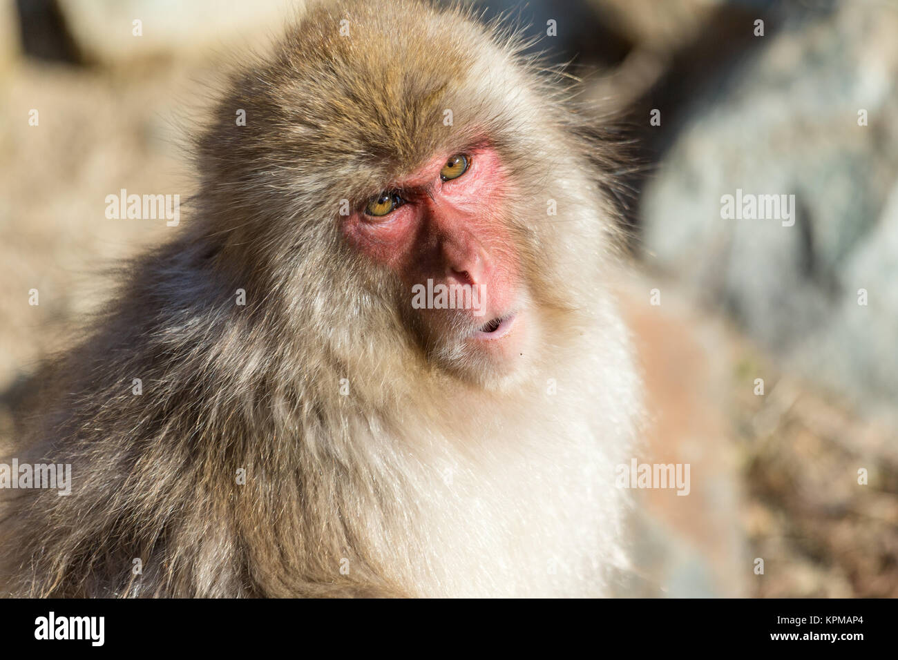 Monkey and itch hi-res stock photography and images - Alamy
