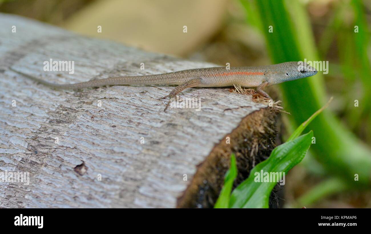 Garden skink australia hi-res stock photography and images - Alamy