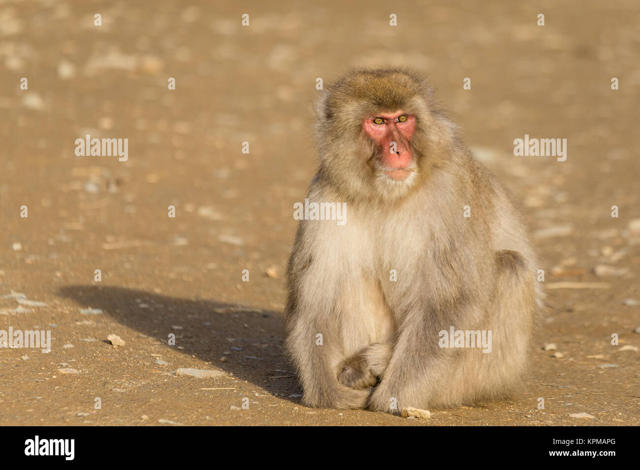 Monkey in wild Stock Photo - Alamy