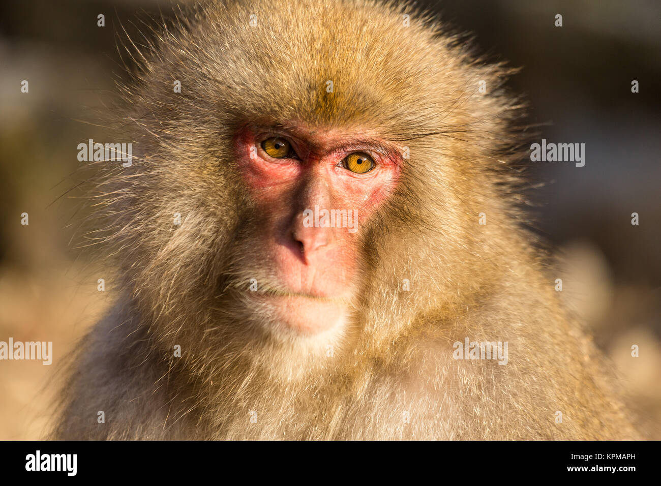 Monkey side profile eating hi-res stock photography and images - Alamy