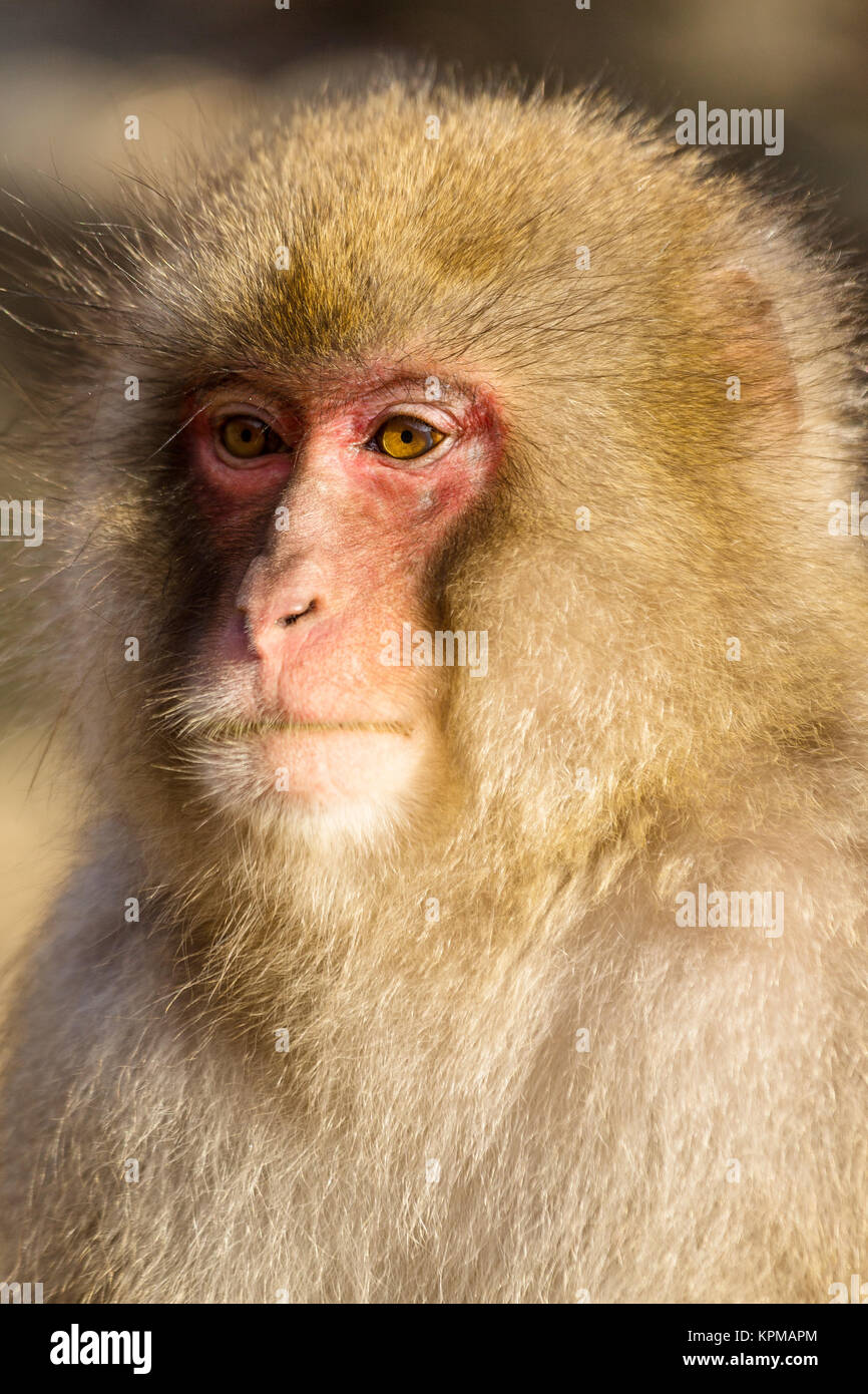 Monkey in jungle Stock Photo - Alamy