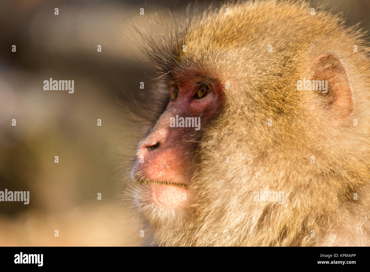 Side profile of monkey Stock Photo - Alamy