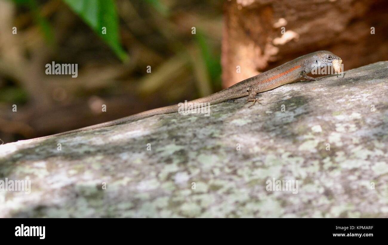 skink eating a maggot, Townsville, Queensland, Australia Stock Photo ...