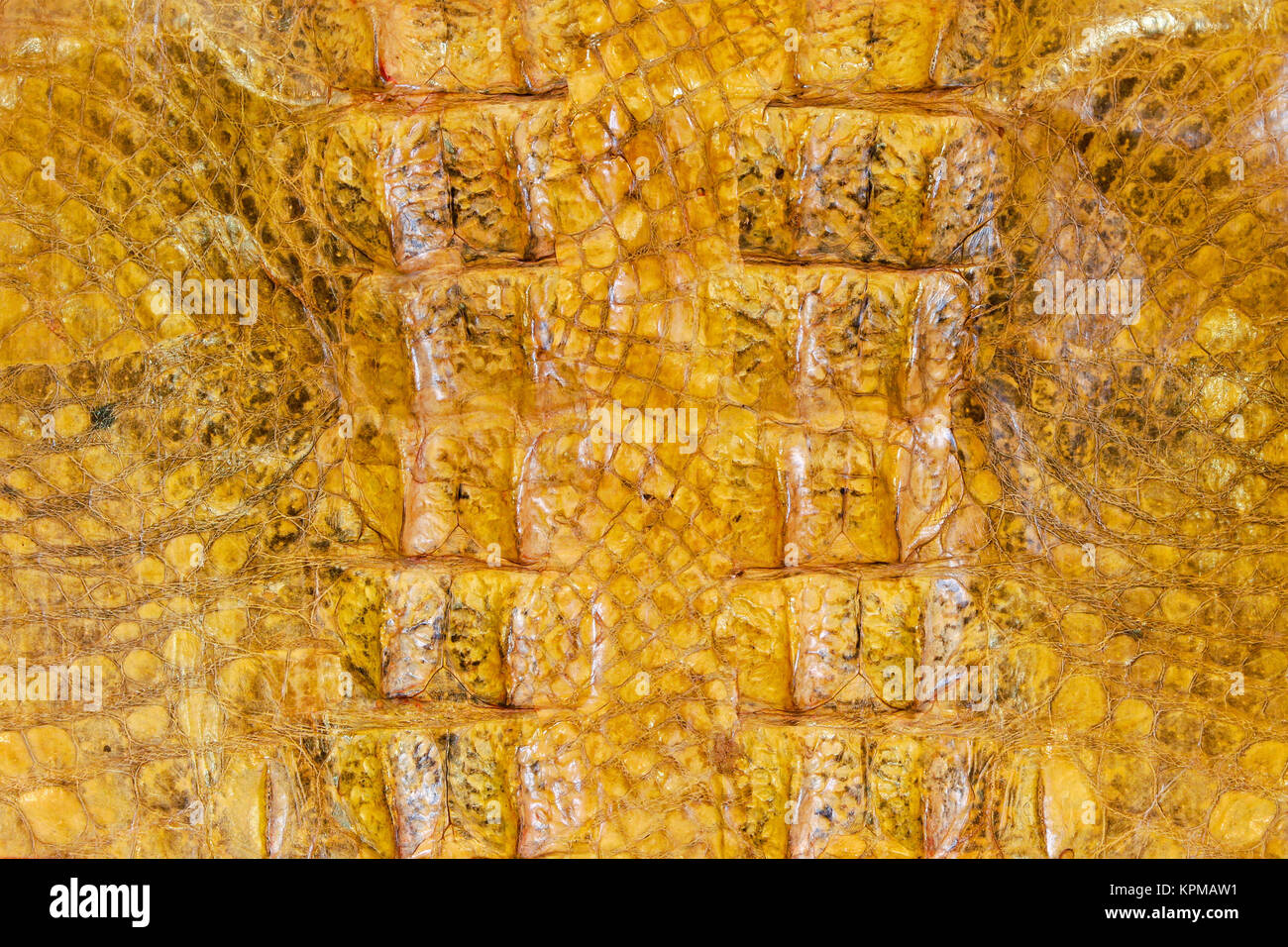 Gator skin pattern hi-res stock photography and images - Alamy