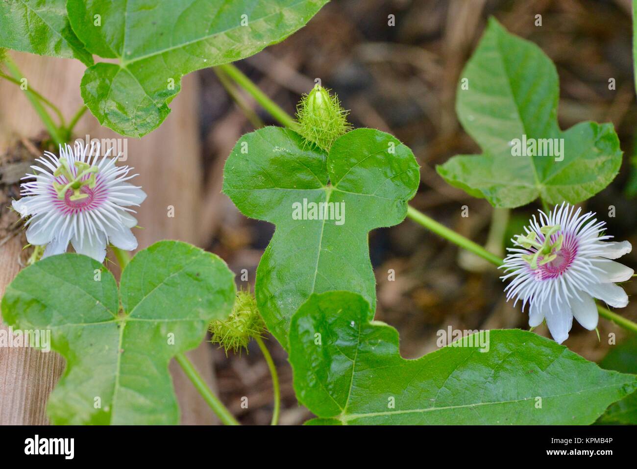 Wild Passion Fruit High Resolution Stock Photography and Images - Alamy