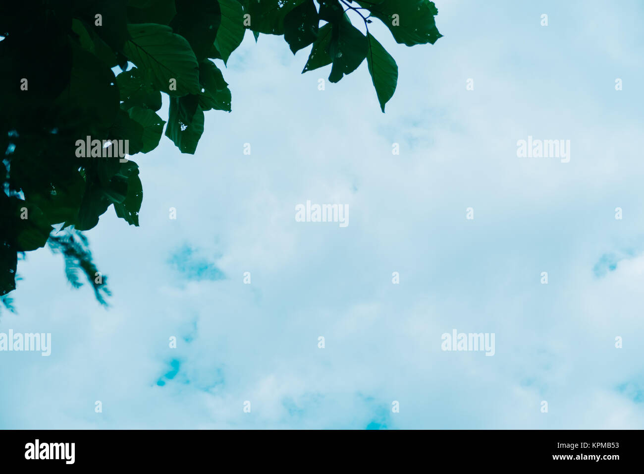 Green leaf ob blue sky background Stock Photo - Alamy