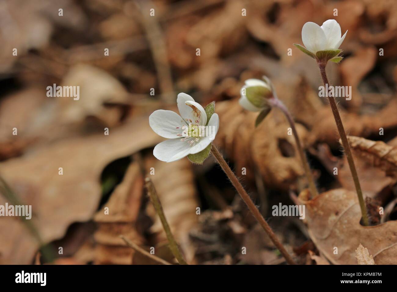 White Liver High Resolution Stock Photography and Images - Alamy