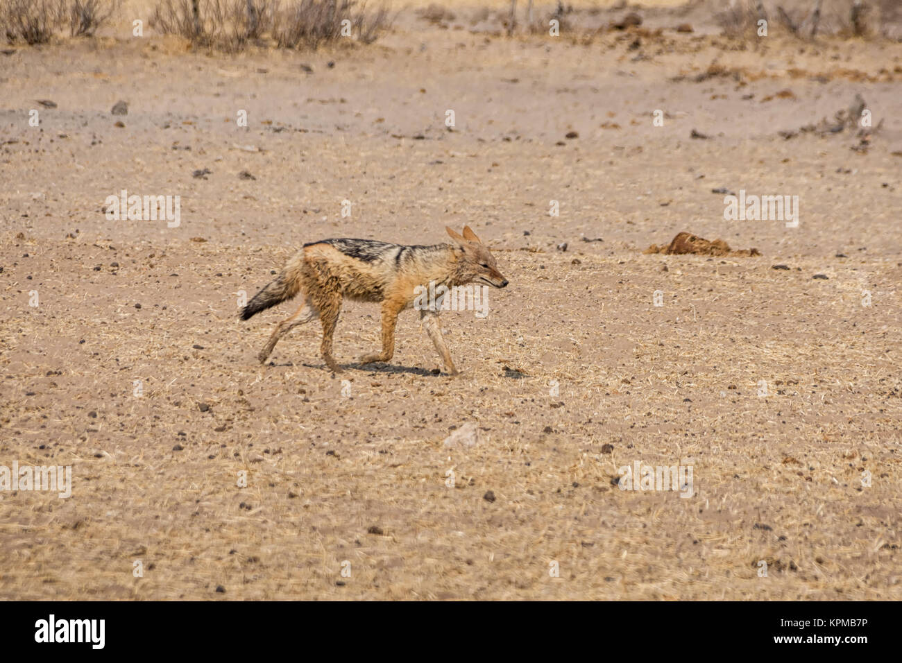 Jackal in namibia savanna hi-res stock photography and images - Alamy