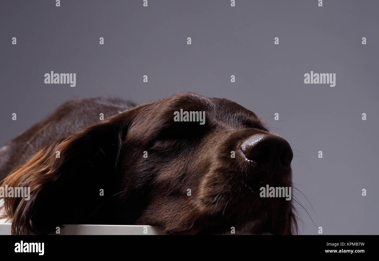 Munsterlander pointer hi-res stock photography and images - Alamy