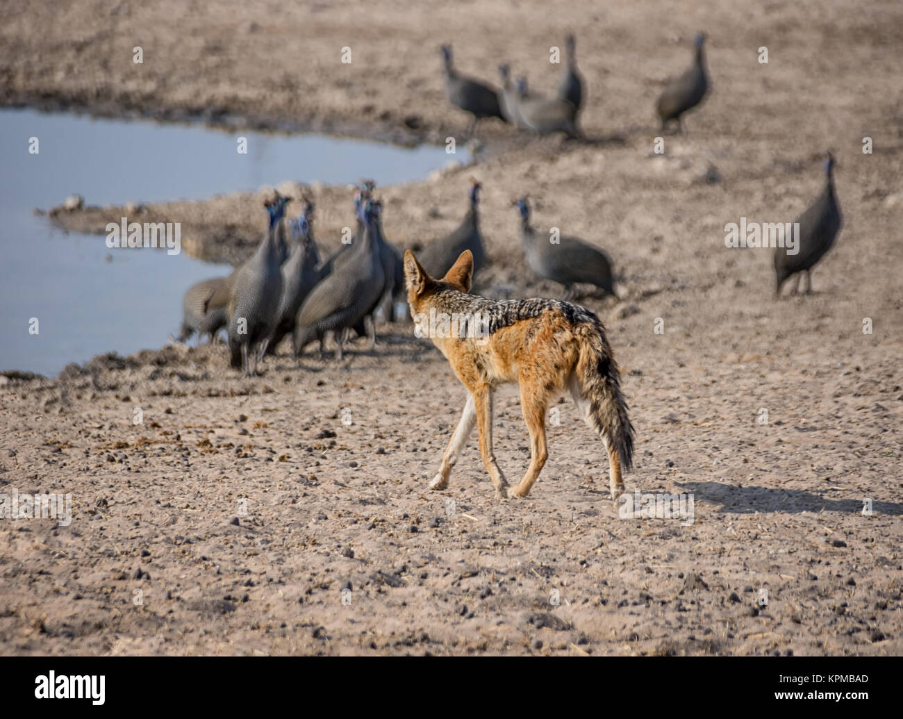 A Black-backed jackal and Guineafowl birds in Namibia Stock Photo - Alamy