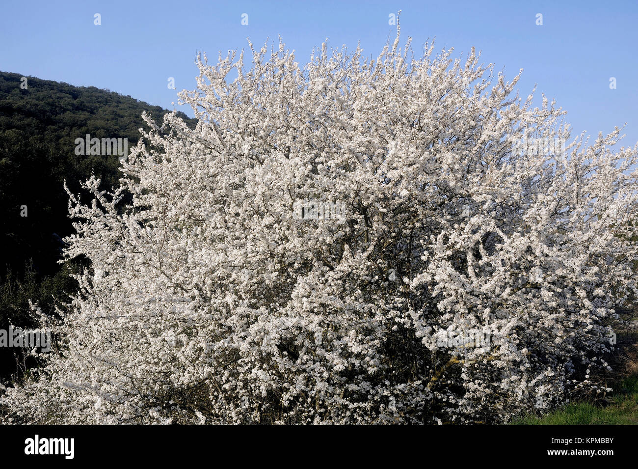 tree white flowers Stock Photo - Alamy