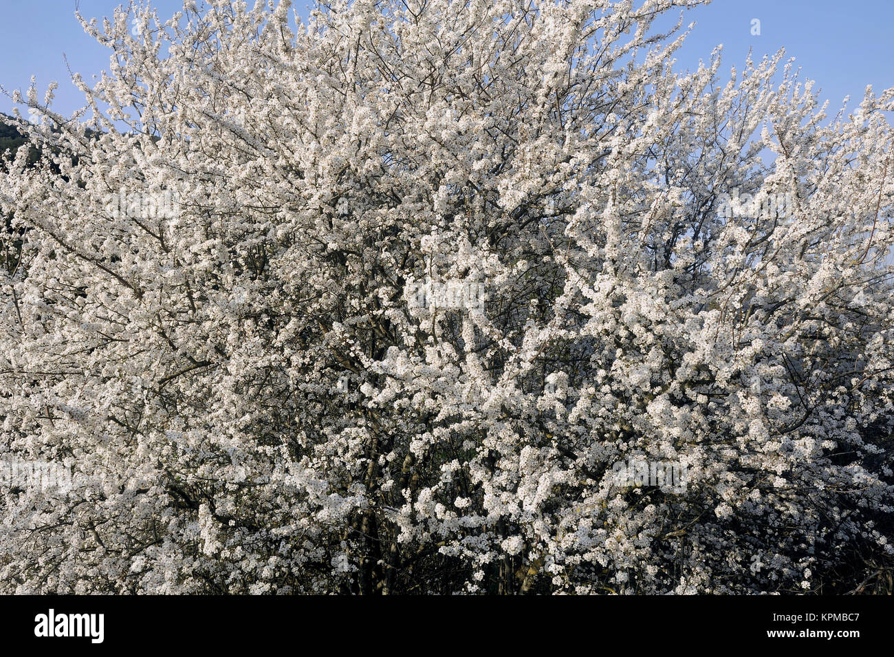 tree white flowers Stock Photo - Alamy