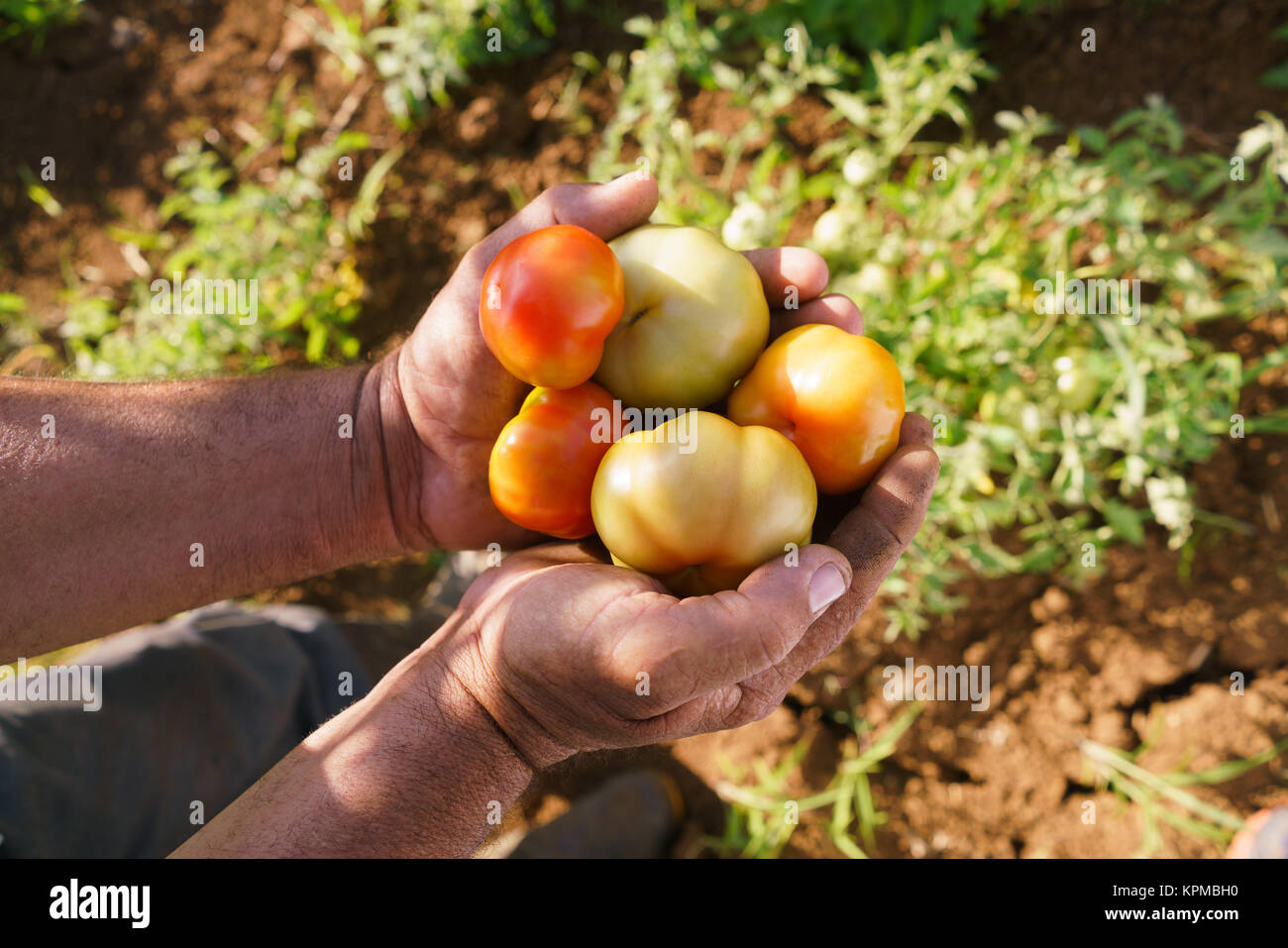 Farm workers harvesting tomatoes hi-res stock photography and images ...