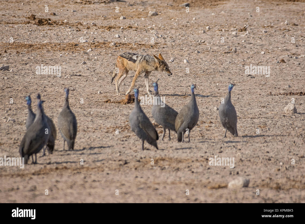 A Black-backed jackal and Guineafowl birds in Namibia Stock Photo - Alamy