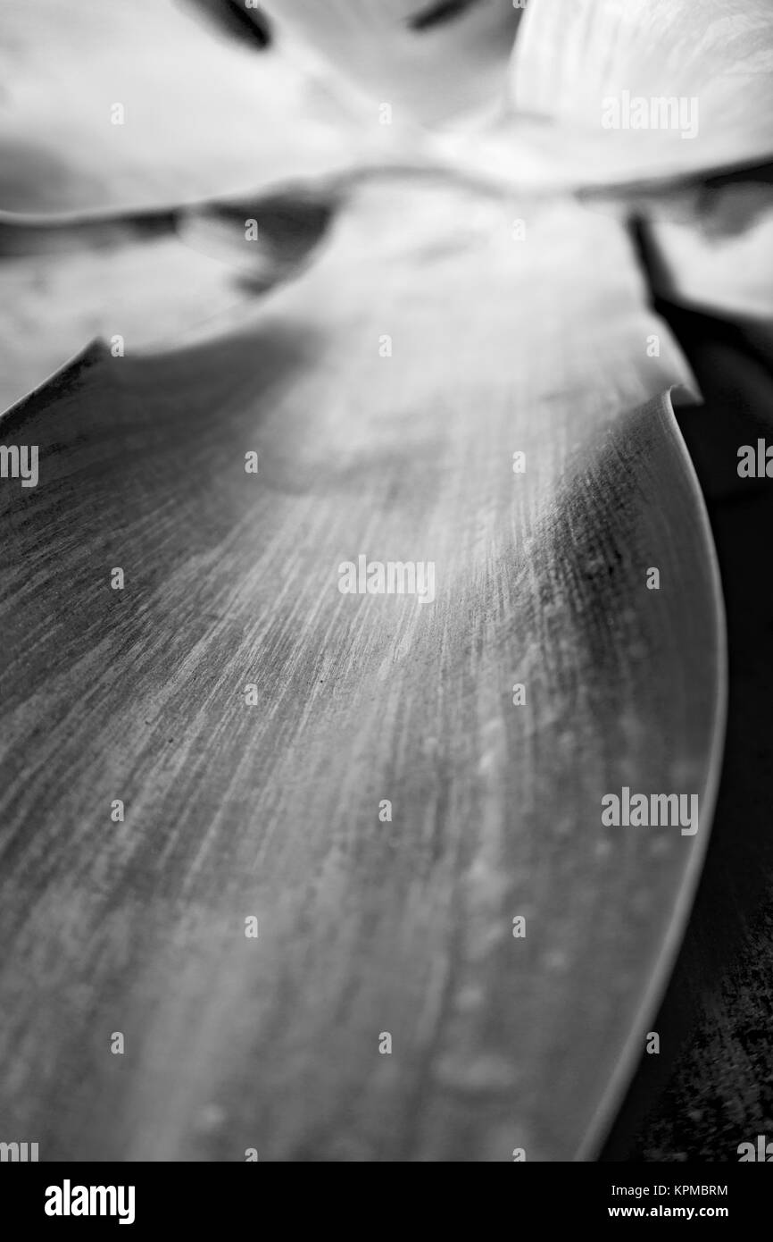 texture and close up of a leaf like abstract background Stock Photo - Alamy