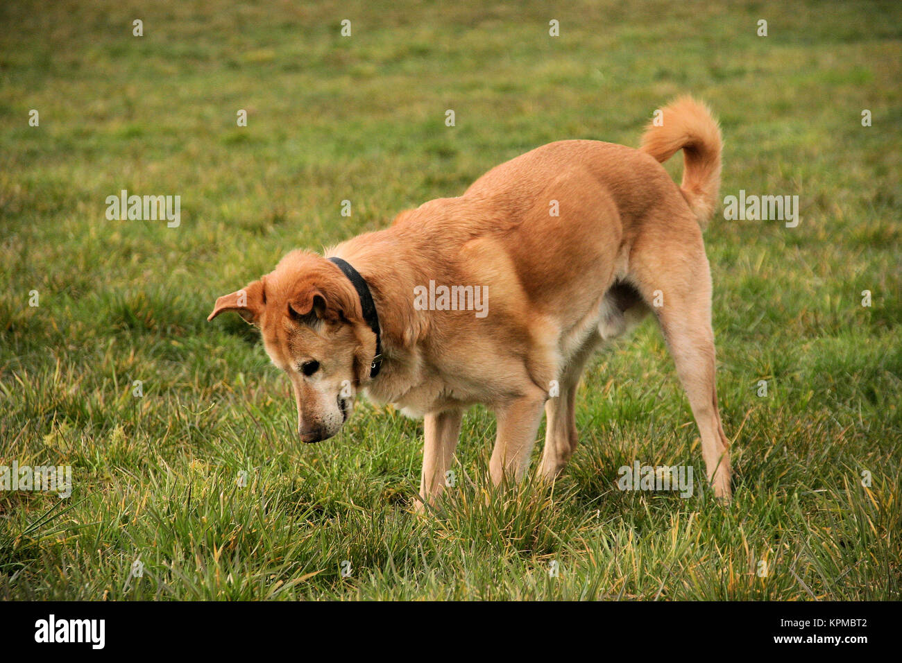 dog on mouse hunting Stock Photo - Alamy