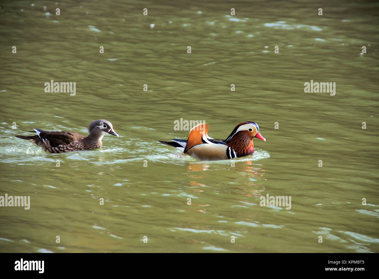 mandarin duck pair Stock Photo - Alamy