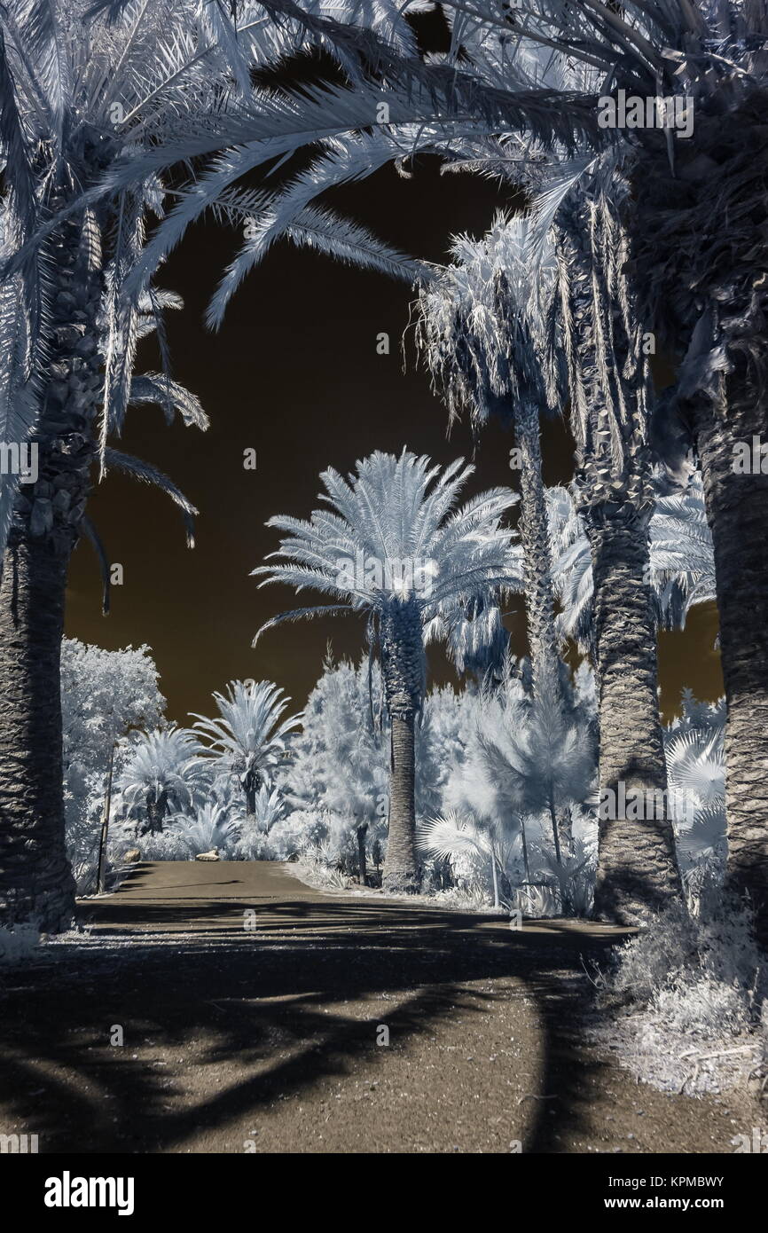 palm magic (infrared) # 4-2 Stock Photo - Alamy