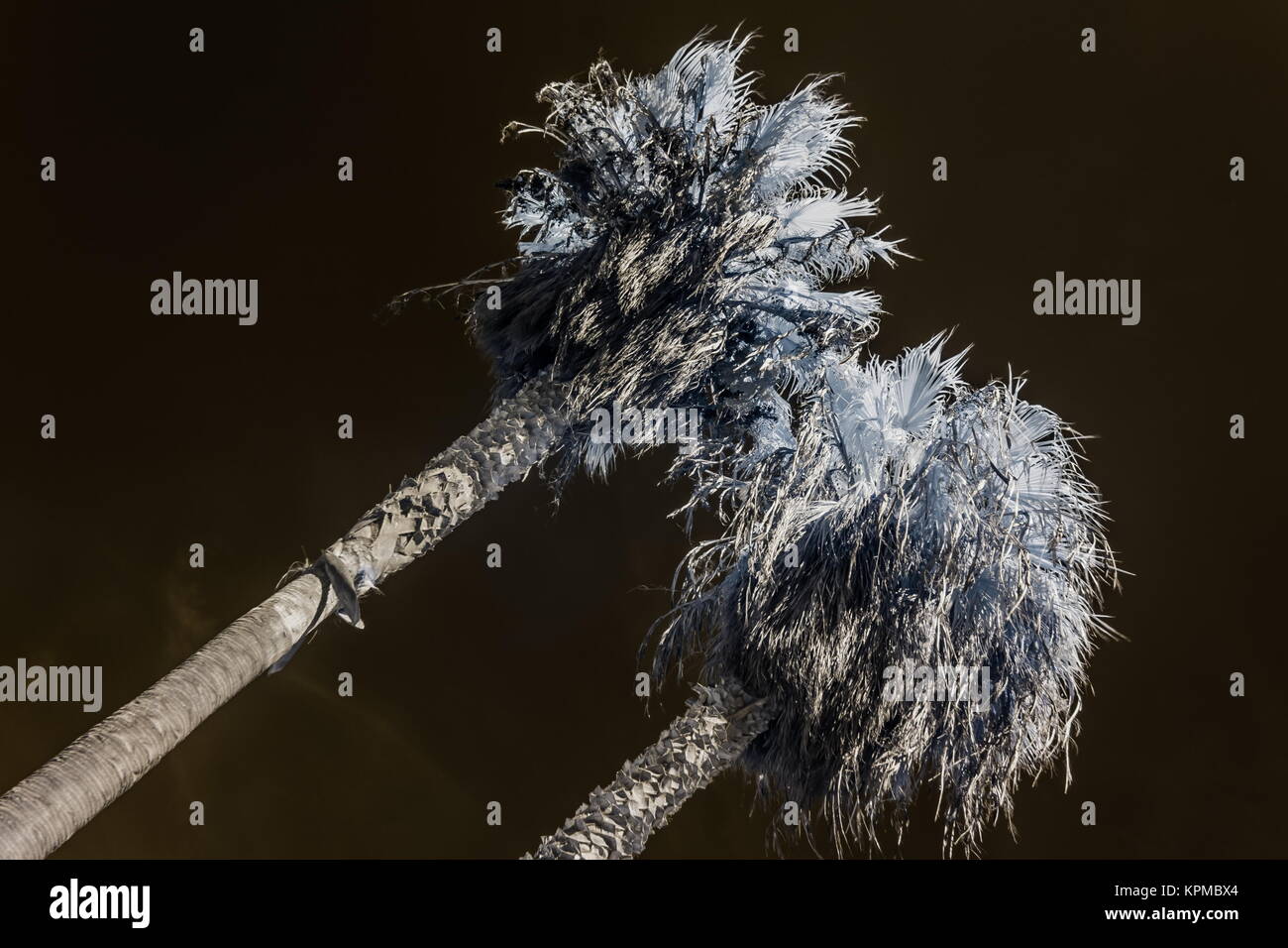 palm magic (infrared) # 1-2 Stock Photo - Alamy